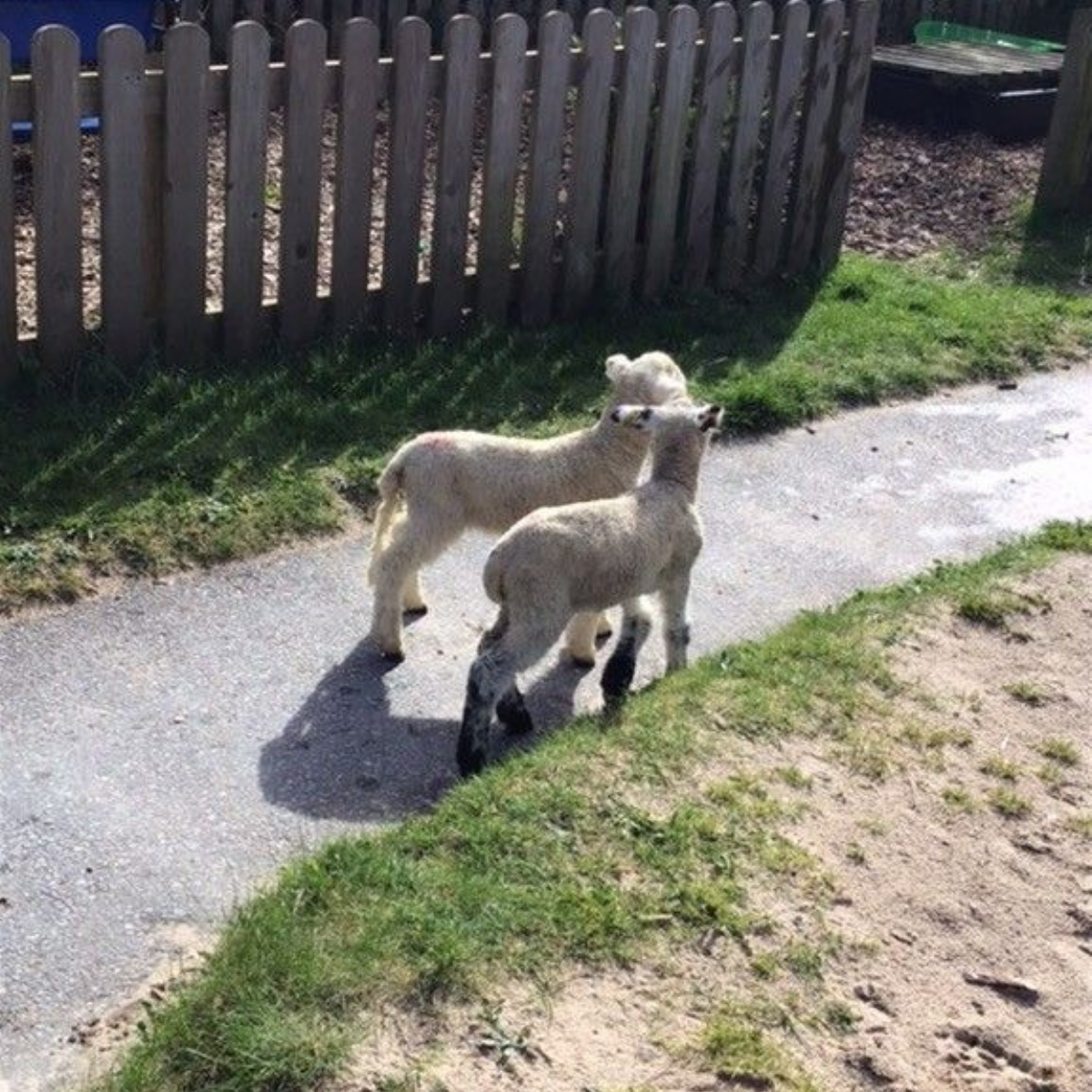Loddiswell Primary School - Lambs visited Preschool