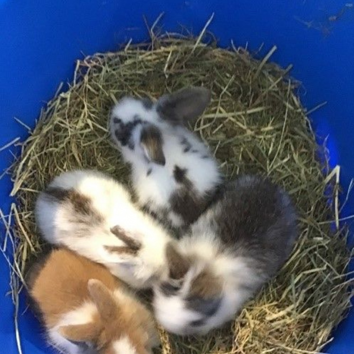 Loddiswell Primary School - Baby Rabbits visit Preschool