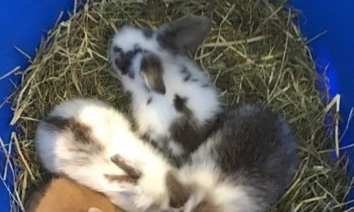 Loddiswell Primary School - Baby Rabbits visit Preschool