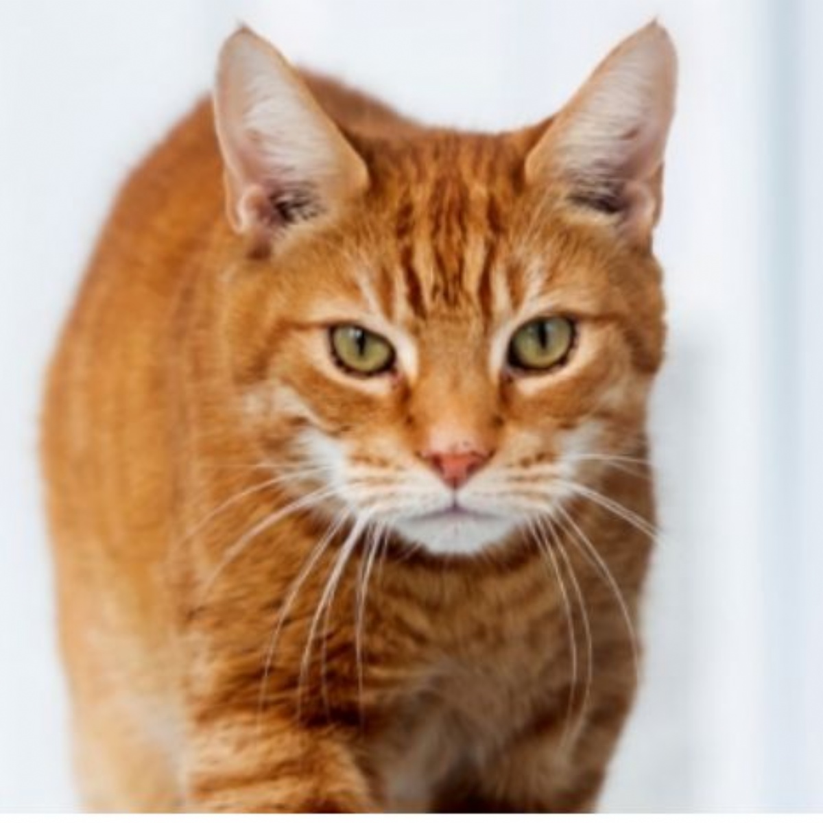 Loddiswell Primary School - Visit from the Cats Protection