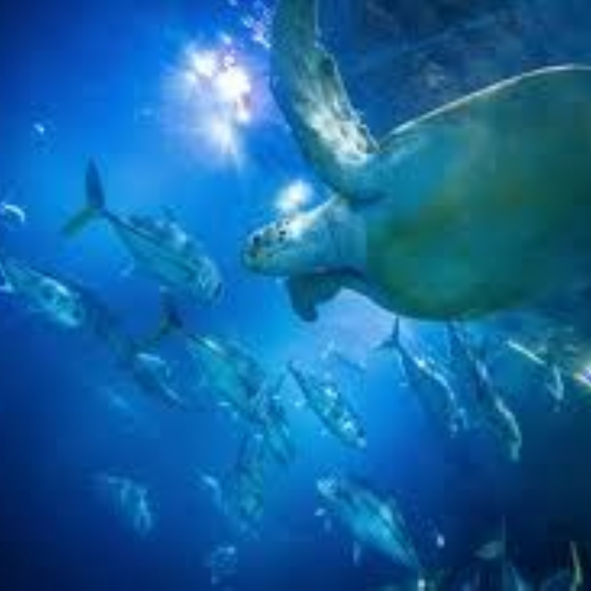 Loddiswell Primary School - National Marine Aquarium came to Loddiswell ...