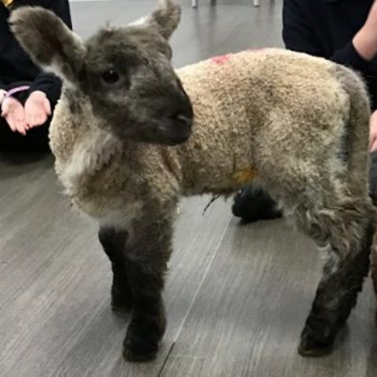 Loddiswell Primary School - Lambs!